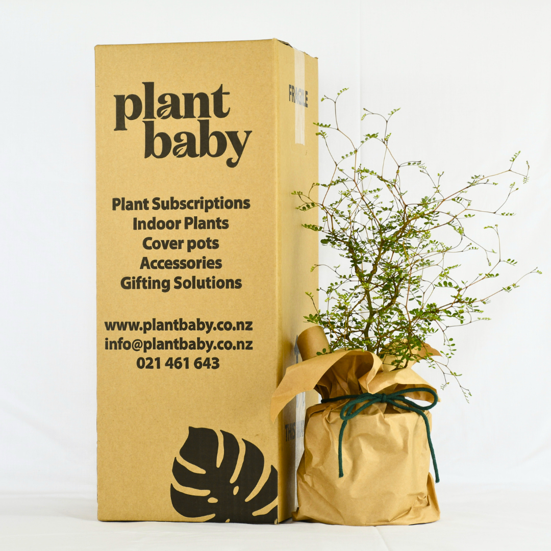 Native Tree Gift Box or Subscription | Sustainable NZ Gift – PlantBaby
